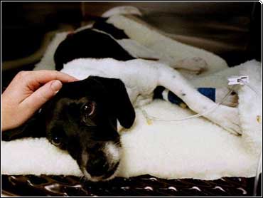 A Haven For Sick Pets - CBS News