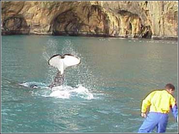 Keiko Swims Toward Freedom - CBS News