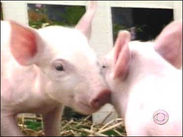Pigs With Human Genes - CBS News