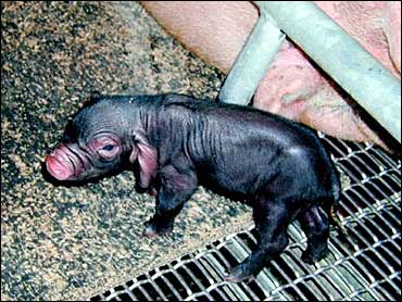 The Three Little (Cloned) Pigs - CBS News