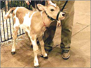 Cow Born With Quick Cloning Method - CBS News