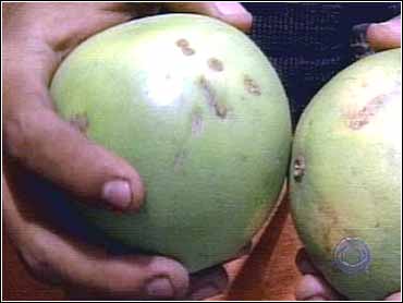 Tree Wars In South Florida - CBS News