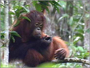 Apes Aping Apes Pass Down Culture - CBS News