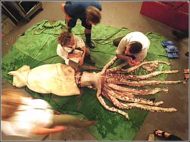 Squid Pro Quo - CBS News