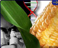 Biotech Project Helps Fight Hunger - CBS News