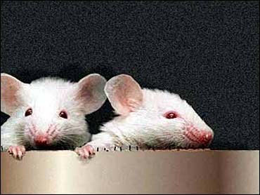 Mice Forced Into Hibernation - CBS News