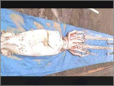 Giant Squid Found Off Spanish Coast - CBS News