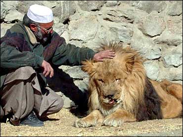 Marjan, One-Eyed Afghan Lion, Dies - CBS News