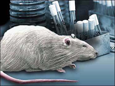 Rats On Drugs - CBS News