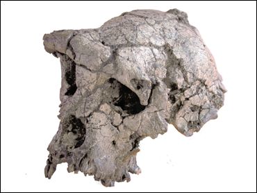 Scientists Mull Startling Skull - CBS News