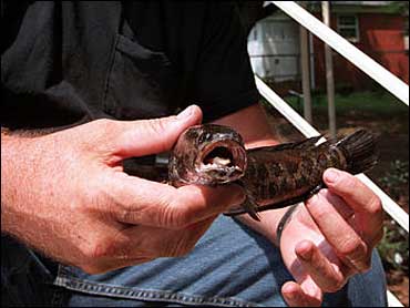 Freak Fish Found In Two More States - CBS News