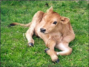 Milking Cows For All They're Worth - CBS News