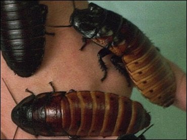 Raising Giant Roaches - CBS News