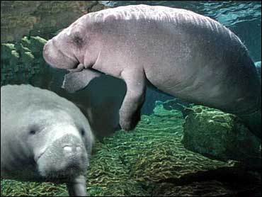 Manatees To Get Change In Status - CBS News