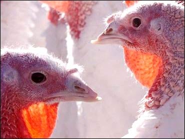 The Great Turkey Race - CBS News