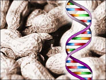 Cracking A Peanut's Deadly Secrets - CBS News