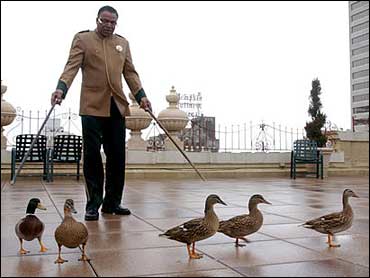 Wanted: Hotel Duckmaster - CBS News