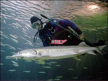 More Charged In Bogus Beluga Scam - CBS News