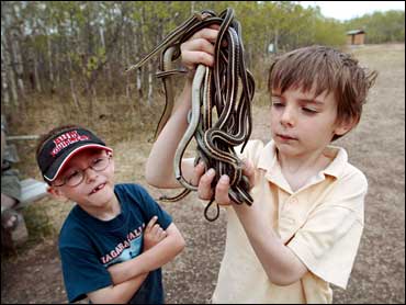 Manitoba Marvel: Mating Snakes - CBS News