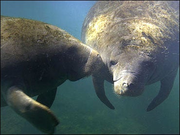 Scientists Seek To Save Manatees - CBS News