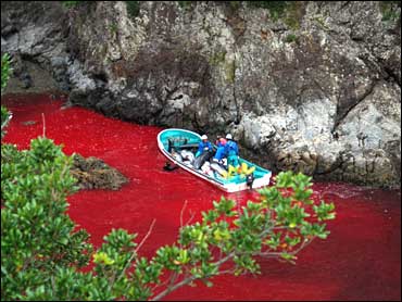 Bloody Images Of Dolphin Slaughter - CBS News