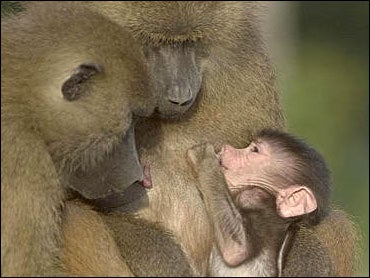 Baboons Need Friends Too - CBS News