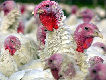 Genetically Mapping The Turkey - CBS News