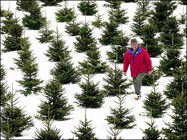 The Science Of Christmas Trees - CBS News