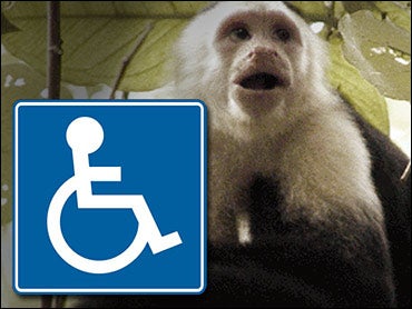 Monkey Provides A Helping Hand - CBS News