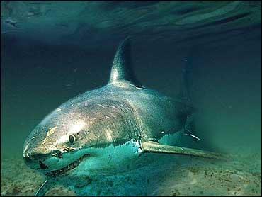 Deadly Fla. Shark Attack - CBS News