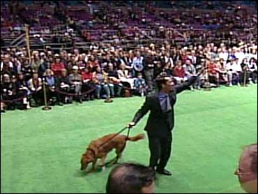 Chance Goes To The Dog Show - CBS News