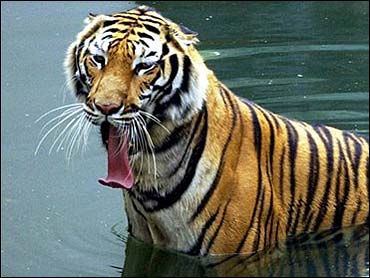 Bird Flu Strikes Thai Zoo Tigers - CBS News