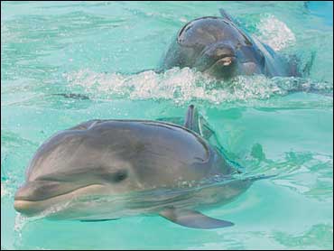 A 'Wholphin' Is Born - CBS News