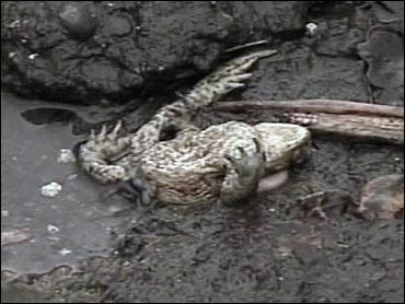 Exploding Toads Baffle Scientists - CBS News
