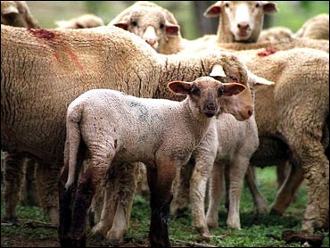 California's Shepherds: Hard Life - CBS News