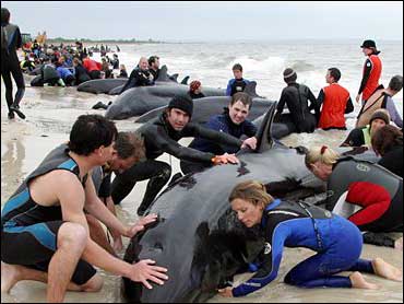 Whales Rescue Op In Australia - CBS News