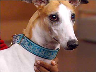 Retired Race Dogs Make Great Pets - CBS News