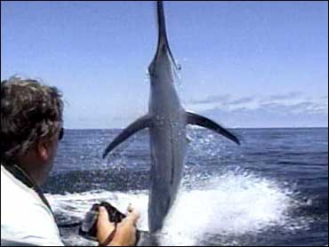 Giant Marlin Has Fisherman Reeling - CBS News