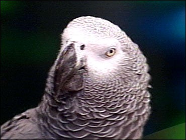 Parrot mimicking murder victim's last words, family says - CBS News