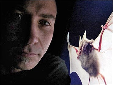 Bat Study Links Breeding & Brain Size - CBS News