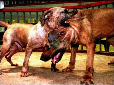 Dog Vs. Hog Fight Club Broken Up - CBS News