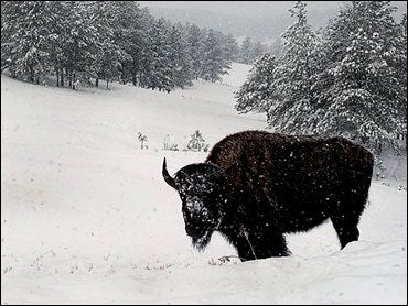 Lawsuit: End Killing of Yellowstone Bison - CBS News