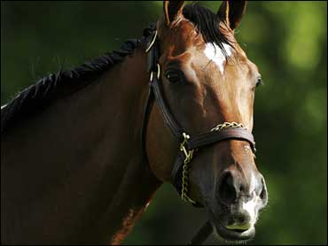 Barbaro Suffers Significant Setback - CBS News