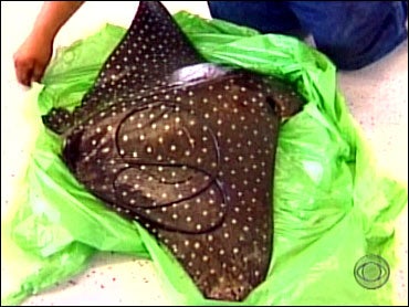 Florida Stingray Victim Remains Critical - CBS News
