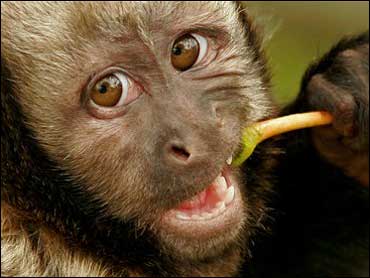 Study: Monkeys Like Giving And Receiving - CBS News