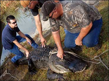 Gator Attacks Naked Man On Crack - CBS News