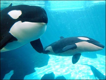 SeaWorld Whale Dies Birthing Tilikum's Calf - CBS News