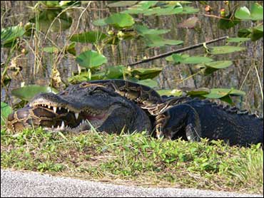Burmese Pythons Wreak Havoc In Everglades - CBS News