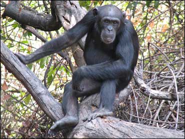 Spear-Hunter Chimpanzees? - CBS News