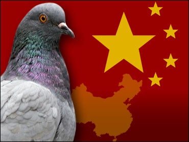 China Claims Remote Controlled Pigeons - CBS News